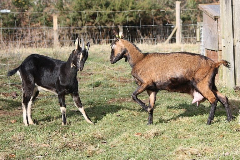 Goat Body Language FAQ - Goat Journal